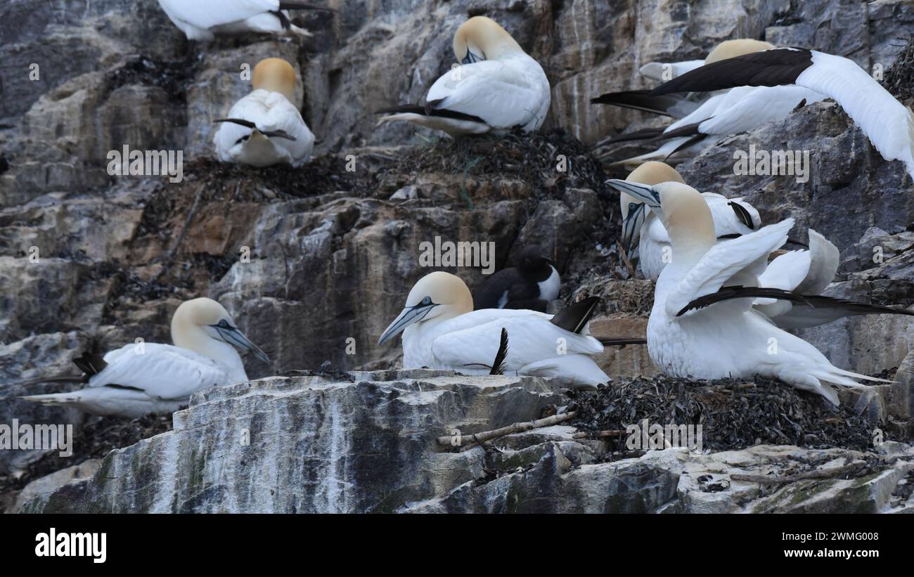 Northern gannets (Morus bassanus) are seabirds that nest and breed in ...