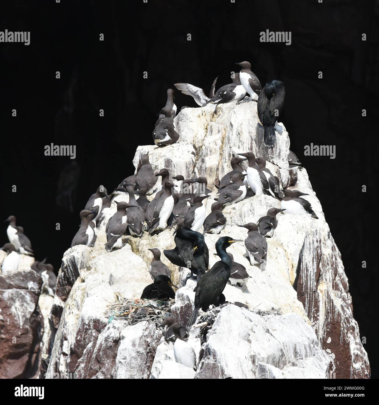Murre nest hi-res stock photography and images - Alamy