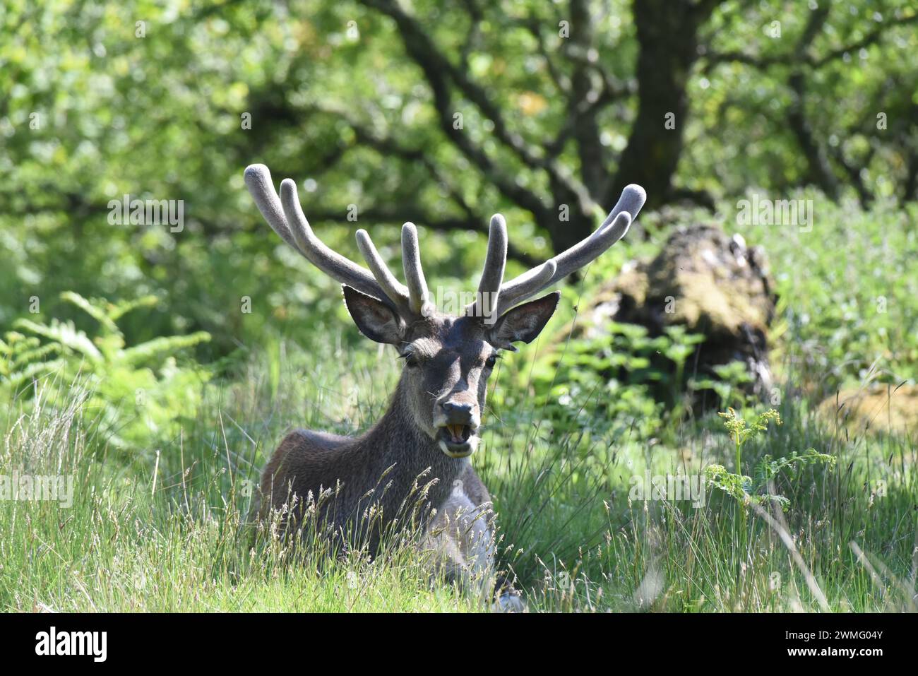 Red deer stag grazing in a wooded river valley Stock Photo - Alamy