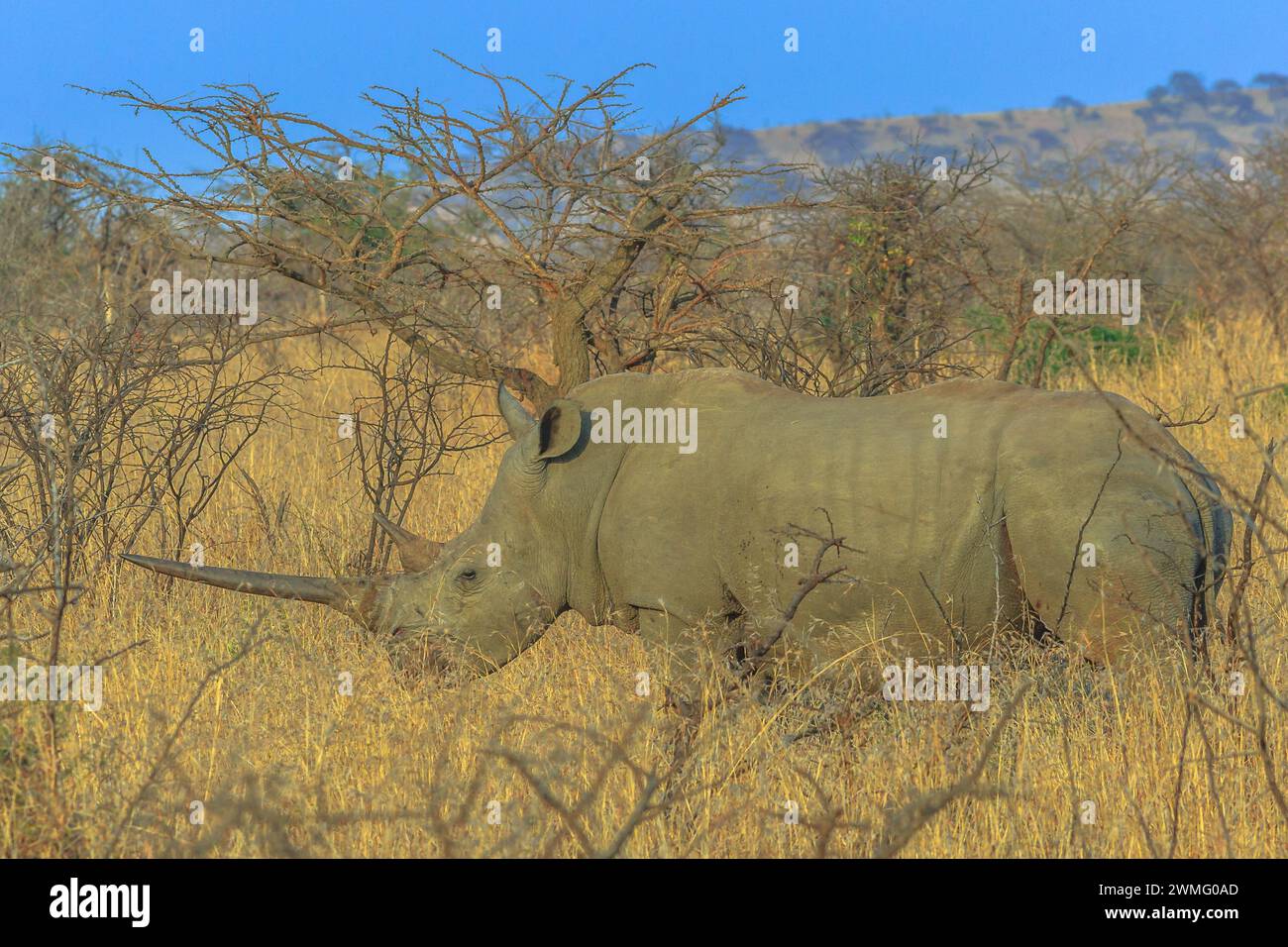 Side view of white Rhino standing in the savannah, dry season. Safari ...