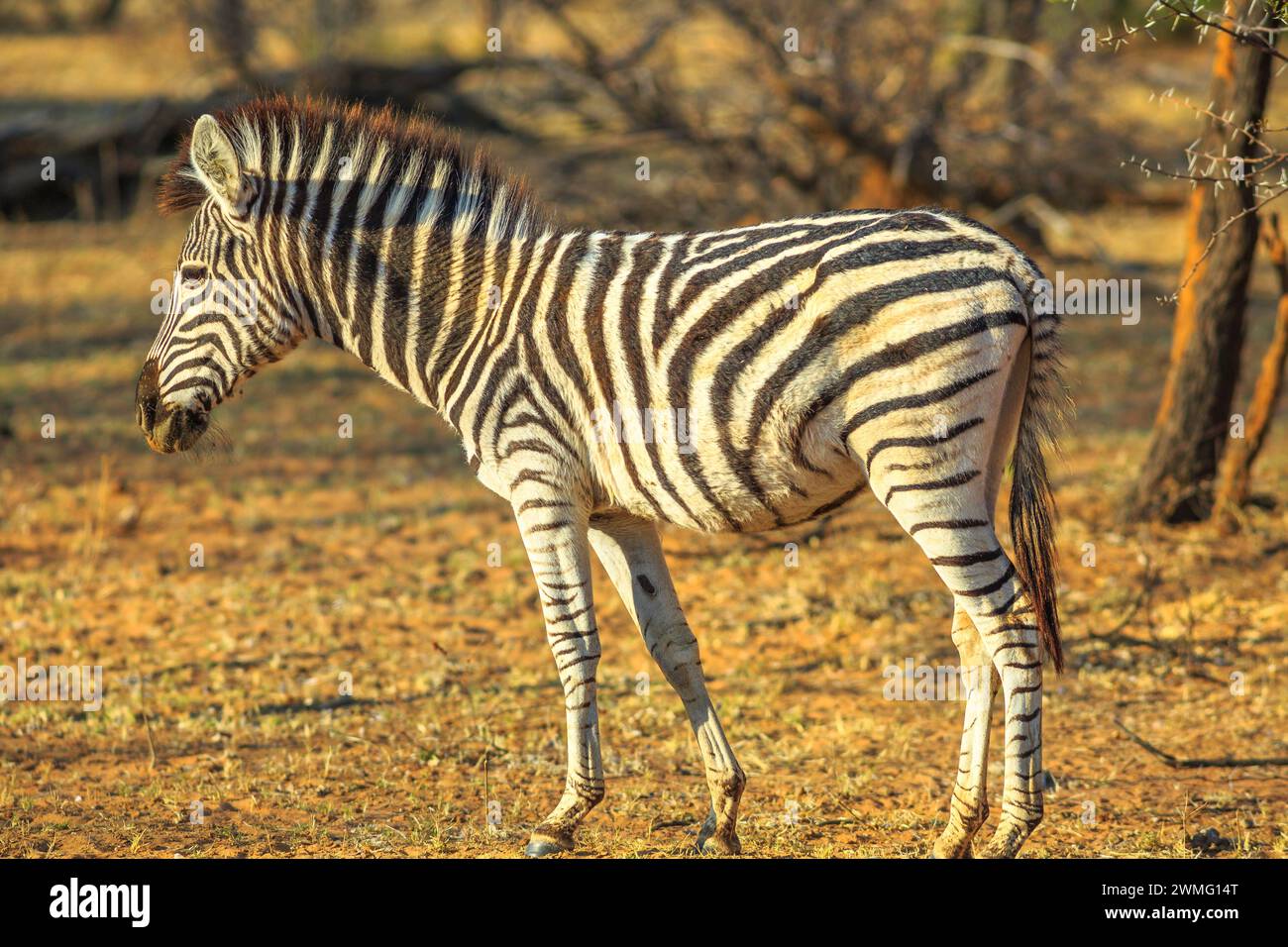 Waterberg south africa hi-res stock photography and images - Alamy