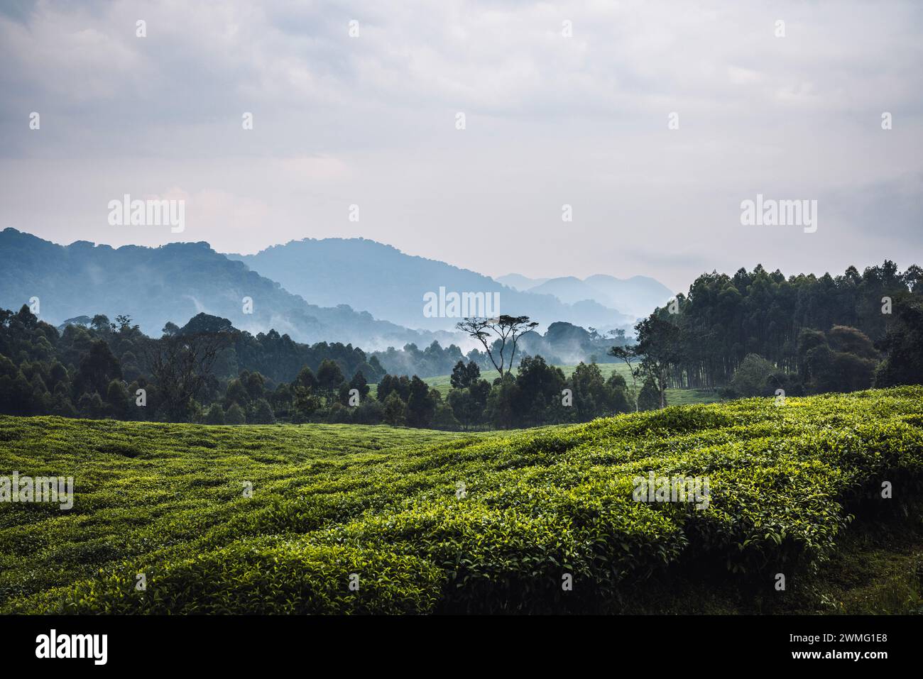 Lush green farmland full of tea with hills in distance, Rwanda, Africa ...