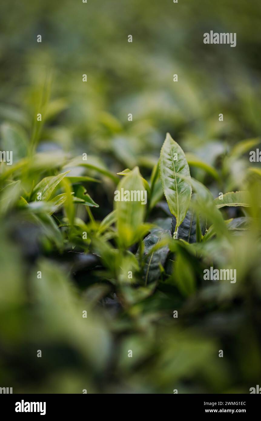 Growing tea leaves hi-res stock photography and images - Alamy