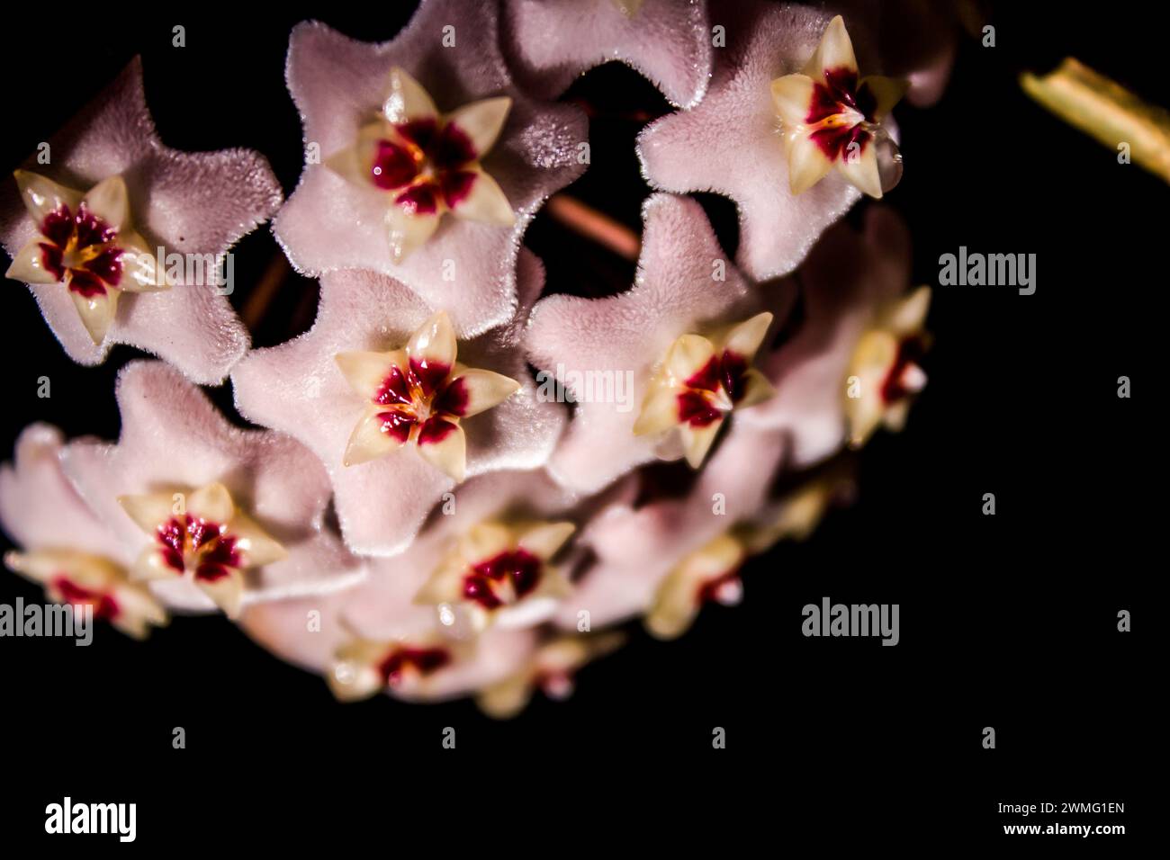 Hoya plant hi-res stock photography and images - Alamy