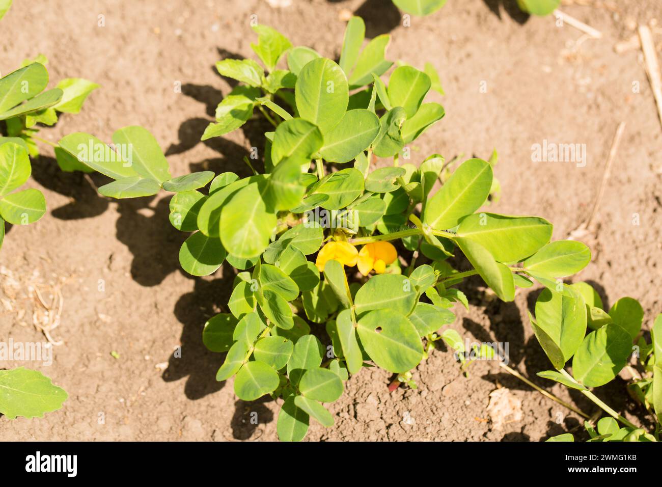 Plants of peanut hi-res stock photography and images - Alamy