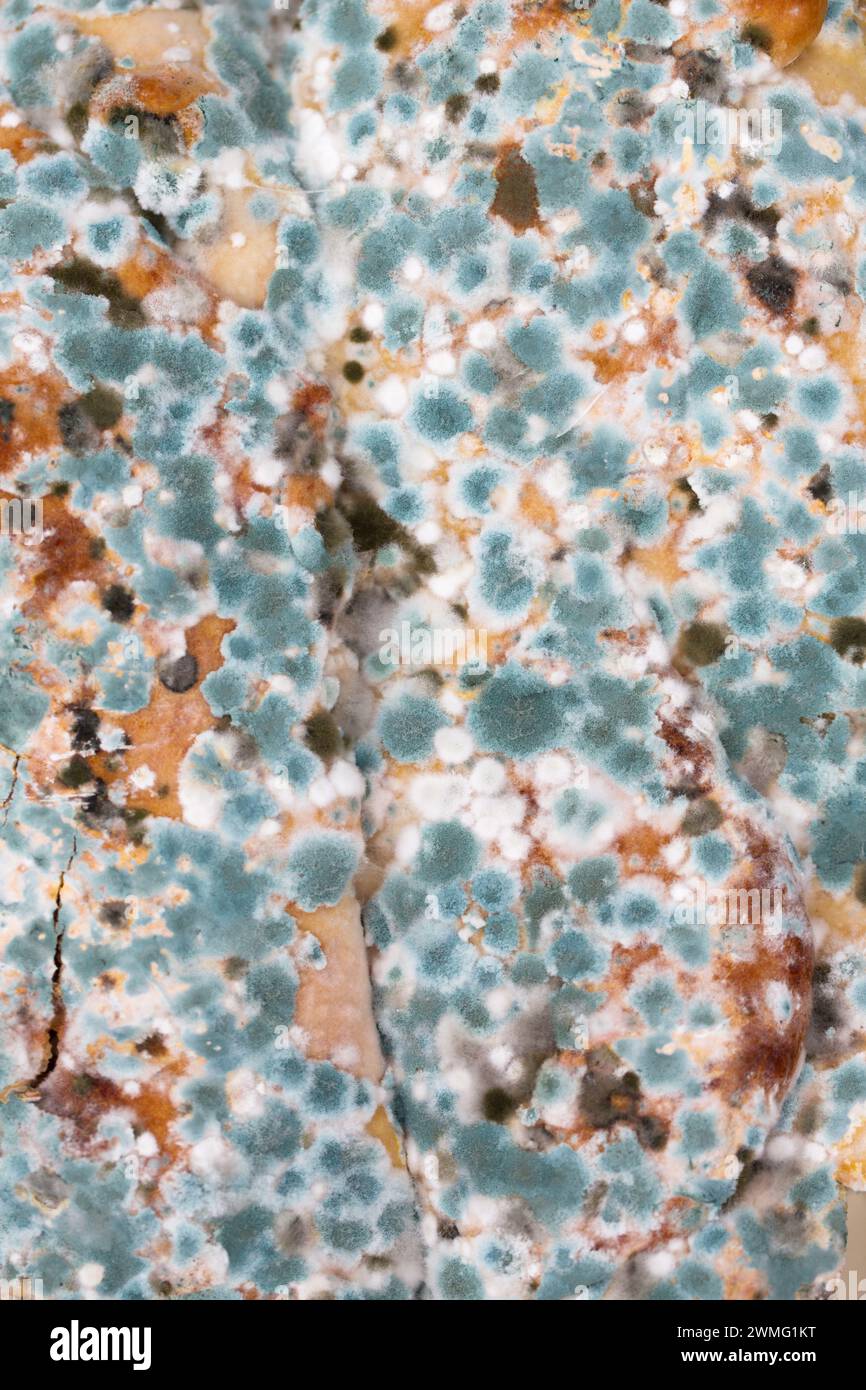 Fungus cake hi-res stock photography and images - Alamy