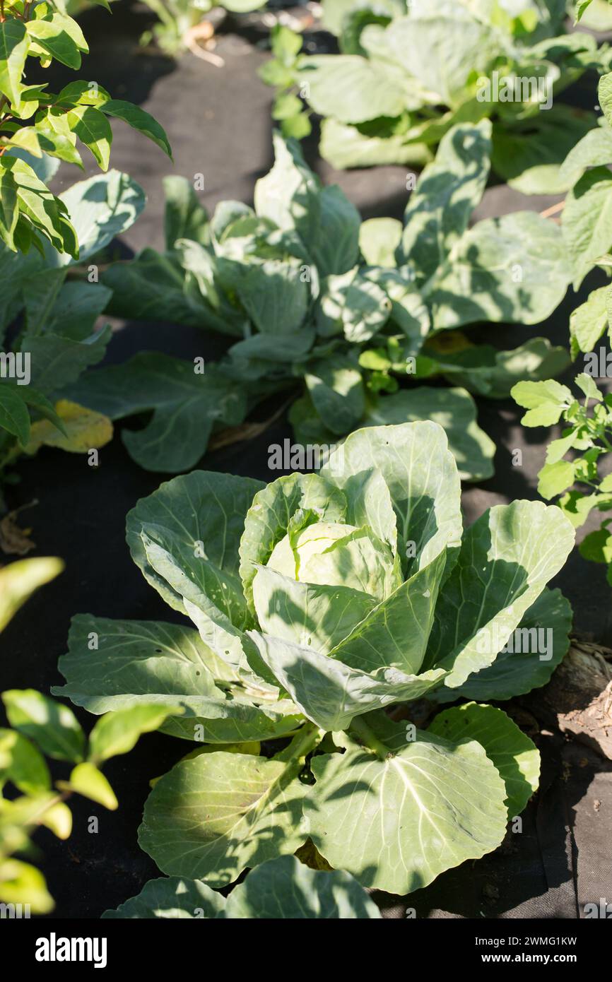 Grows agriculture hi-res stock photography and images - Alamy
