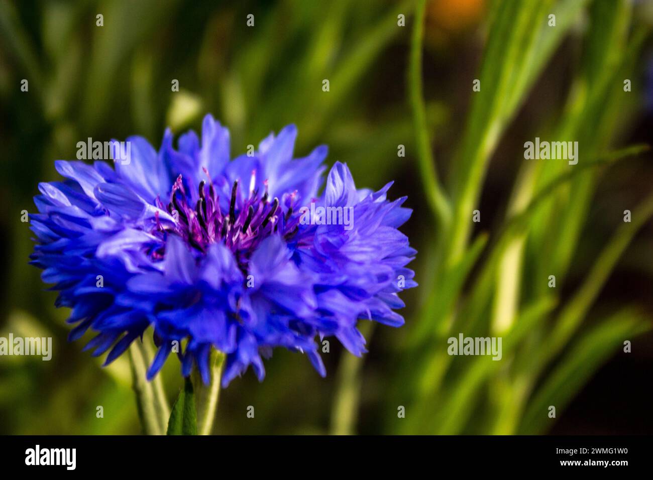 Botany centaurea cyanus hi-res stock photography and images - Alamy