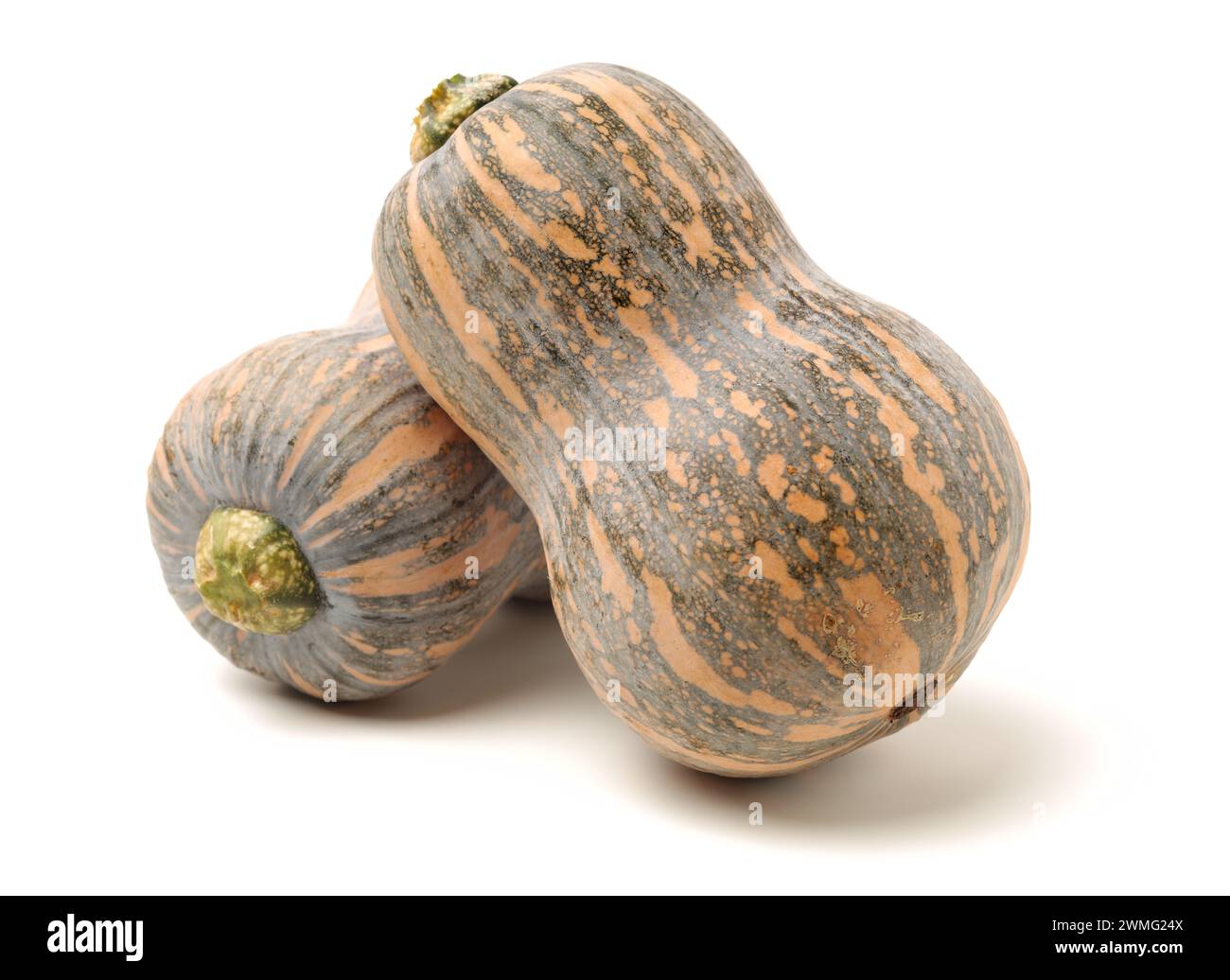 butternut squash isolated on white background Stock Photo - Alamy