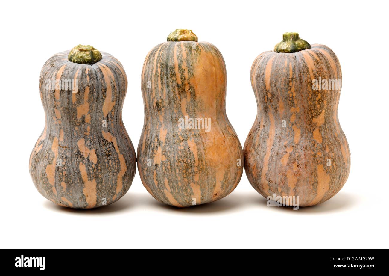 butternut squash isolated on white background Stock Photo - Alamy