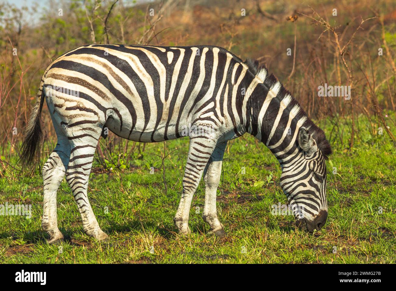 One zebra, Burchell's Zebra the most common in Africa, eating grass in iSimangaliso Wetland Park ...
