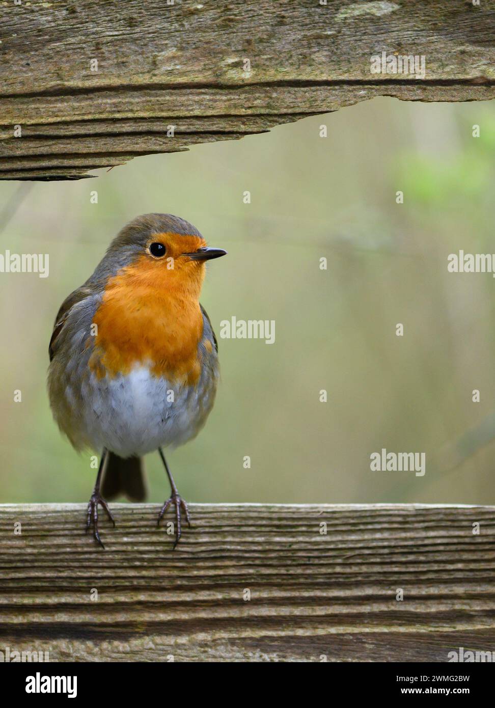 European Robin (Erithacus rubecula) adult posing in the gap in a wooden ...