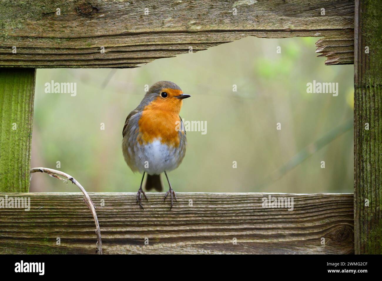 European Robin (Erithacus rubecula) adult posing in the gap in a wooden ...