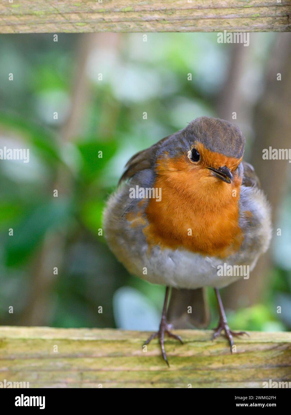 Framed robin hi-res stock photography and images - Alamy