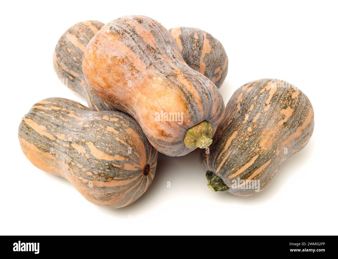 butternut squash isolated on white background Stock Photo - Alamy