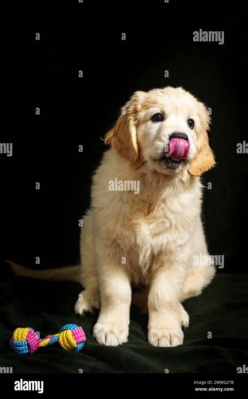 Golden retriever ears hi-res stock photography and images - Alamy