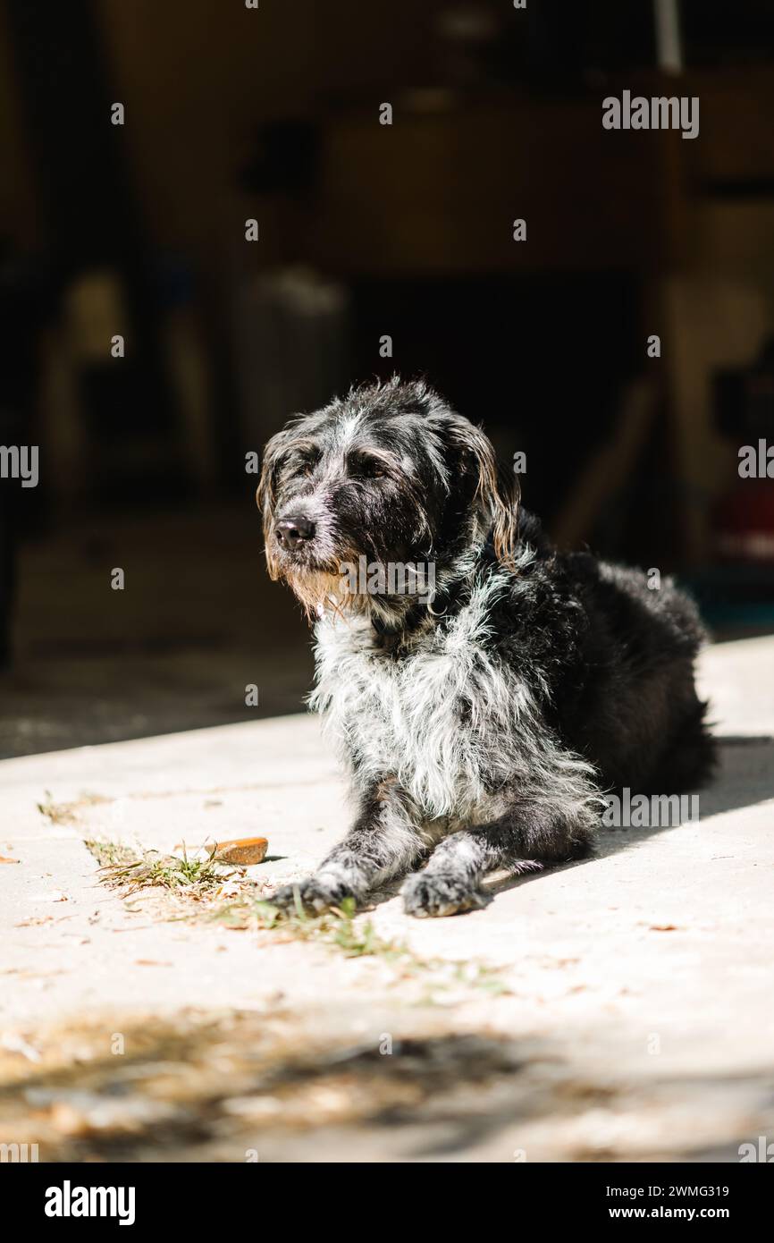 Peaceful dog resting in shade, natural light Stock Photo - Alamy
