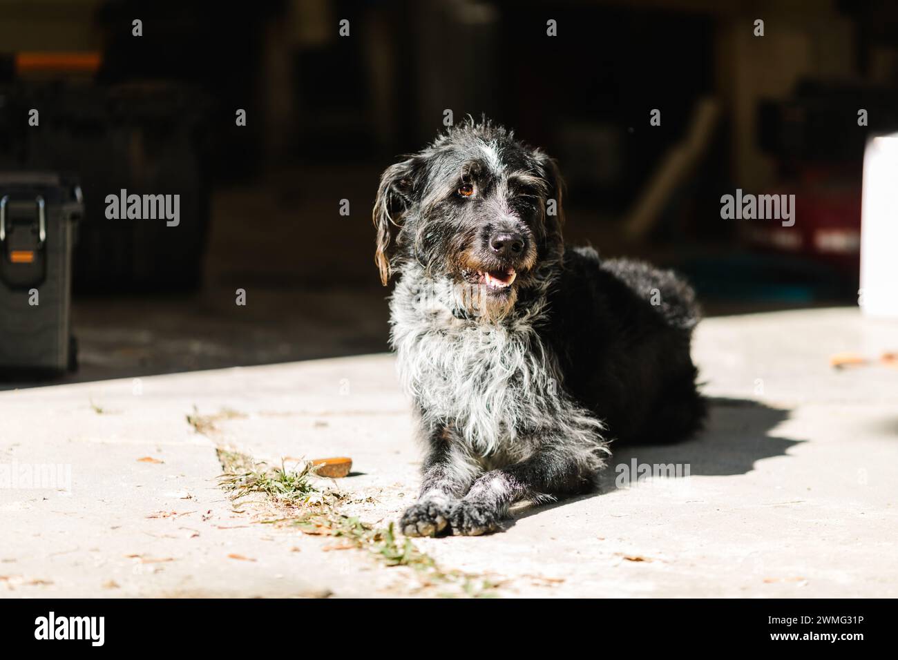 Relaxed giant hound hi-res stock photography and images - Alamy
