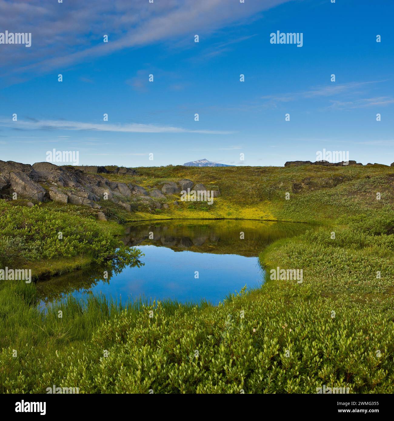 A small pond in a grassy area Stock Photo - Alamy