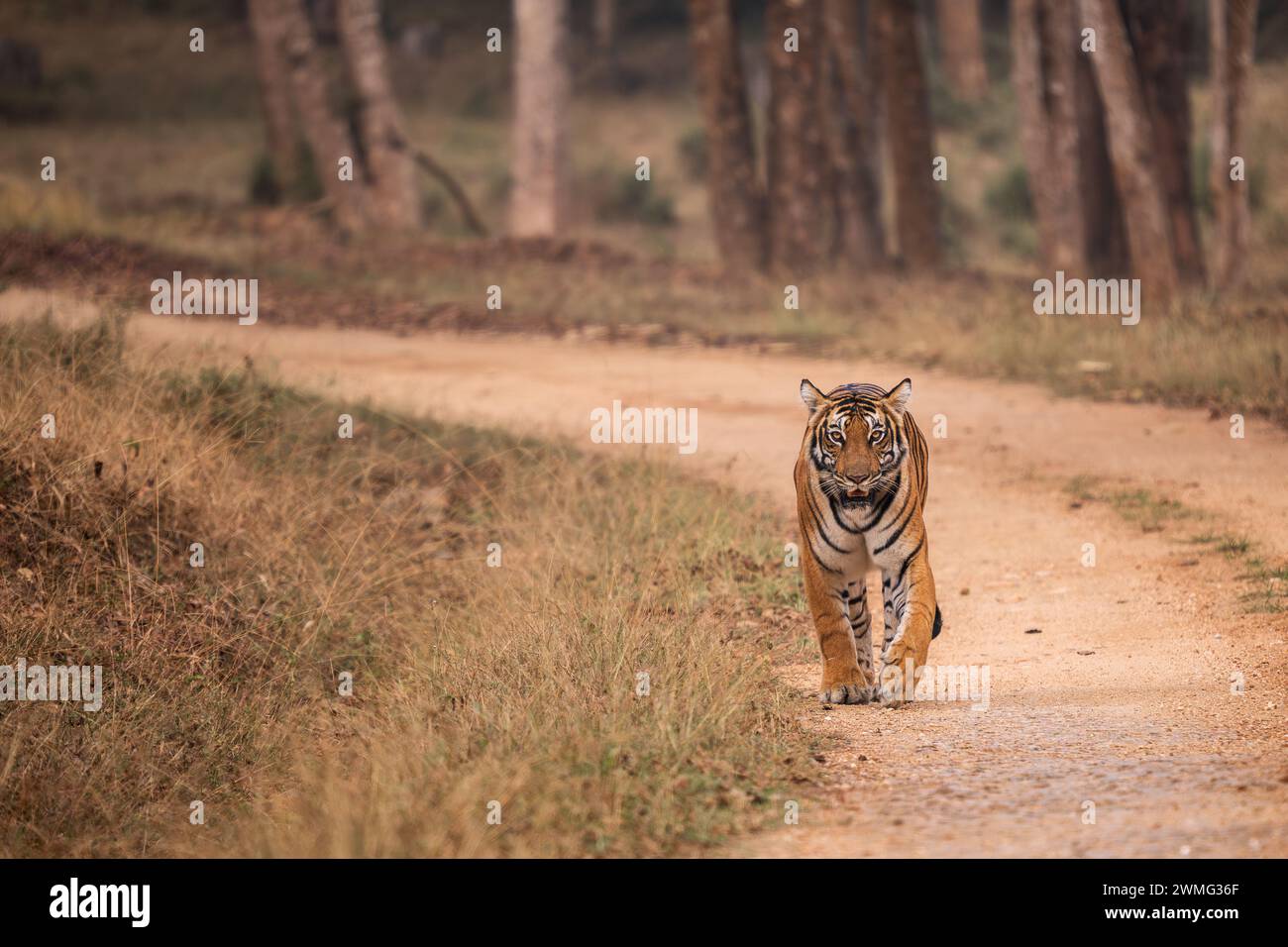 Bengal Tiger - Panthera Tigris tigris, beautiful colored large cat from ...