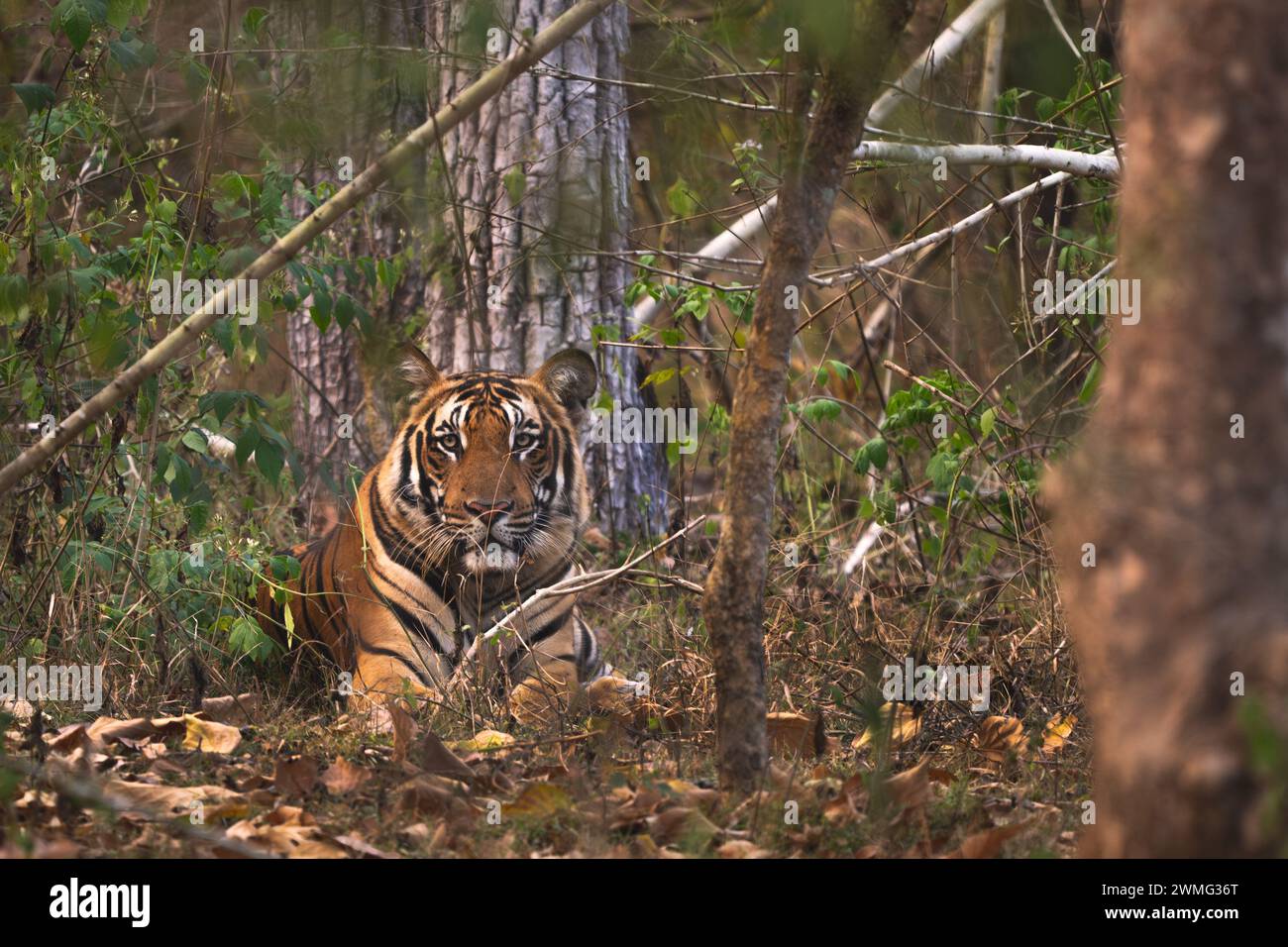 Bengal Tiger - Panthera Tigris tigris, beautiful colored large cat from South Asian forests and ...