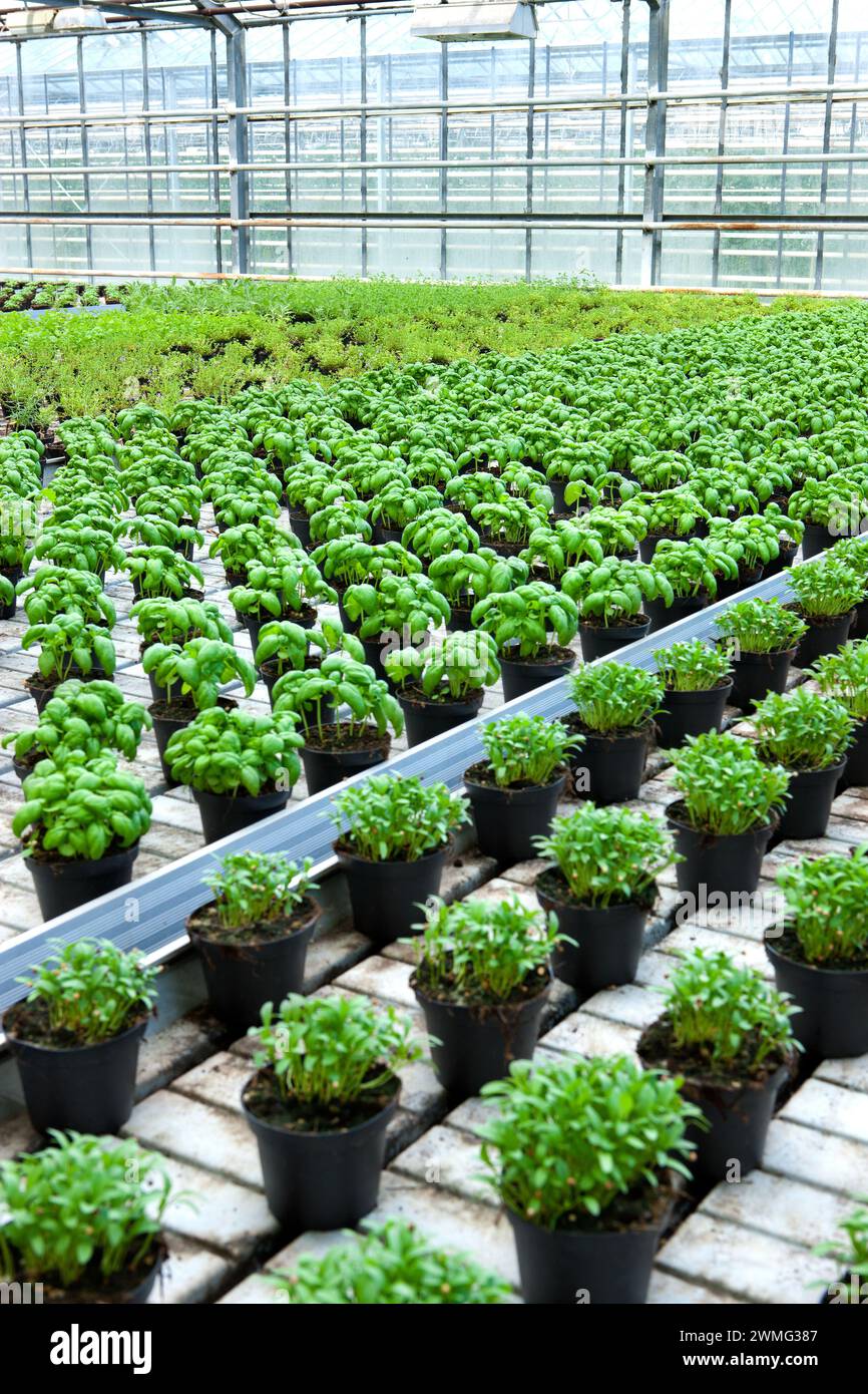 Pots inside a nursery hi-res stock photography and images - Alamy