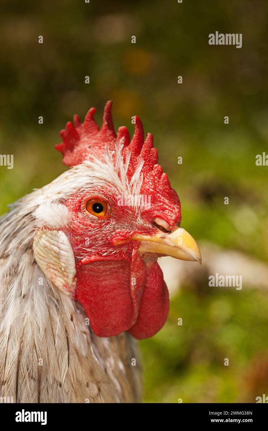 Rooster profile hi-res stock photography and images - Alamy