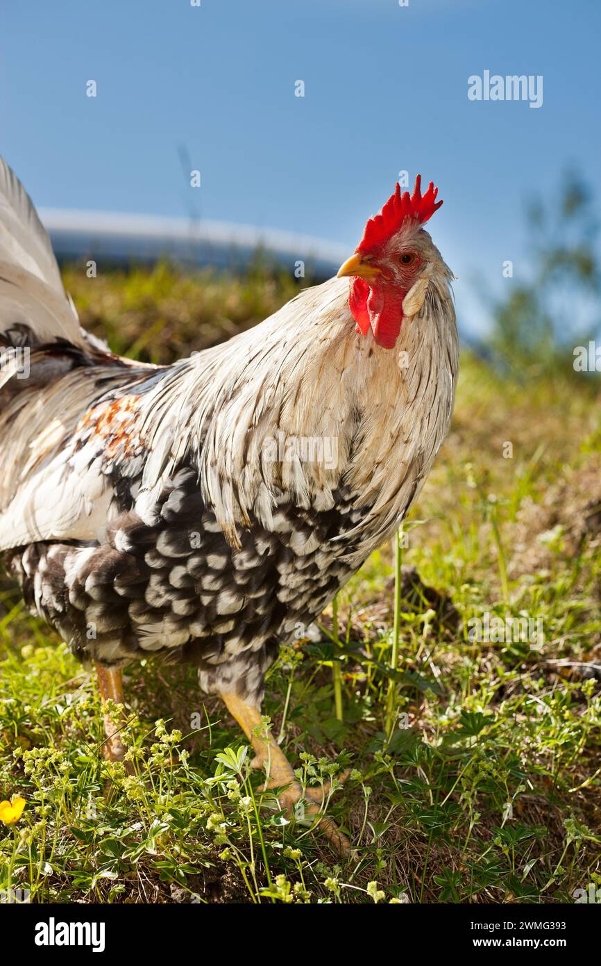 A rooster standing in grass Stock Photo - Alamy