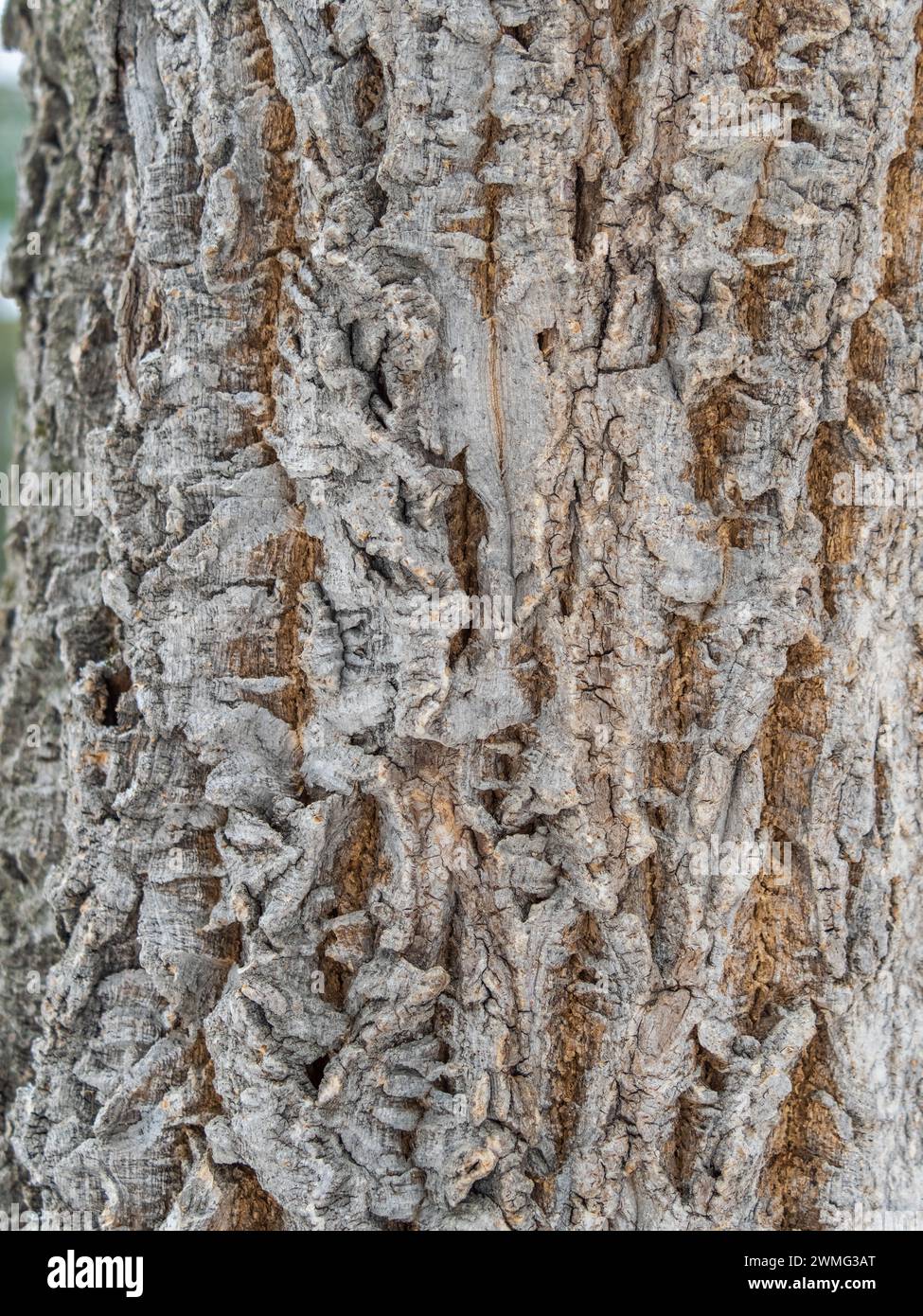 Cork oak tree bark texture. Old Tree bark texture. Natural background ...
