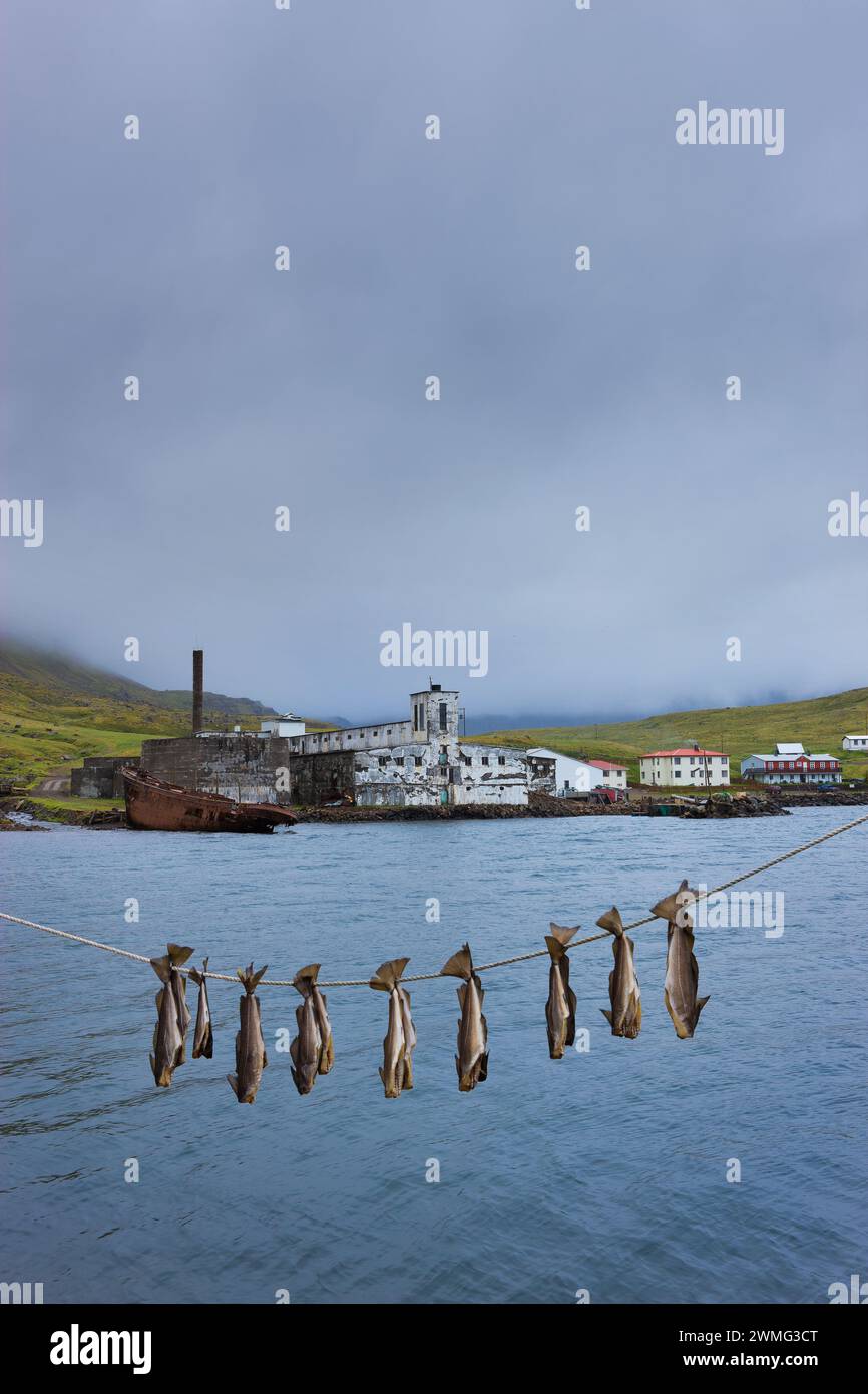 Dried fish on a rope by sea Stock Photo - Alamy