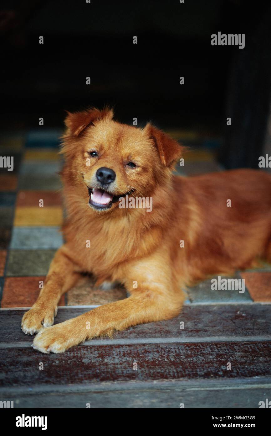 Cunning dog hi-res stock photography and images - Alamy