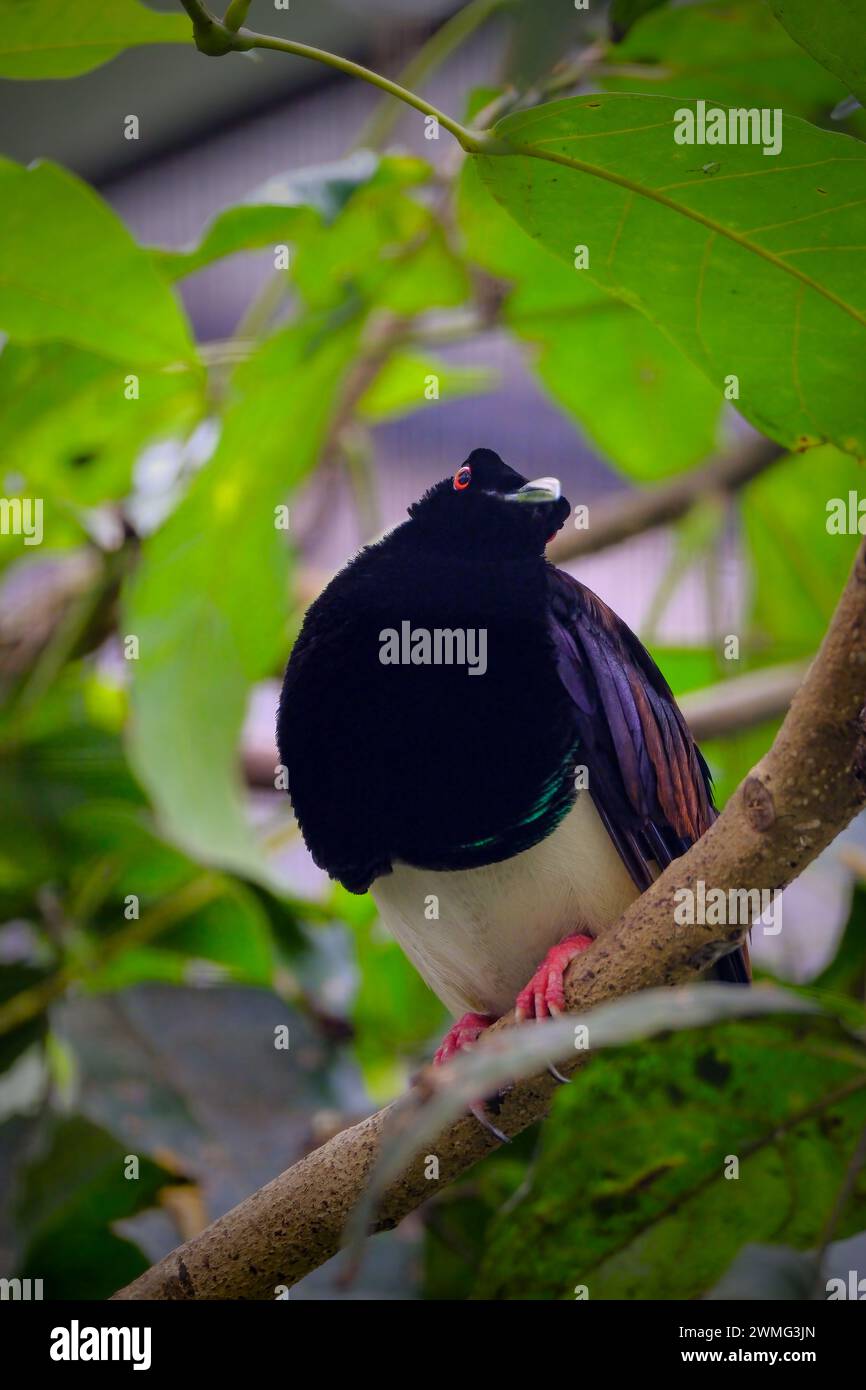 Twelve wired bird of paradise Stock Photo - Alamy