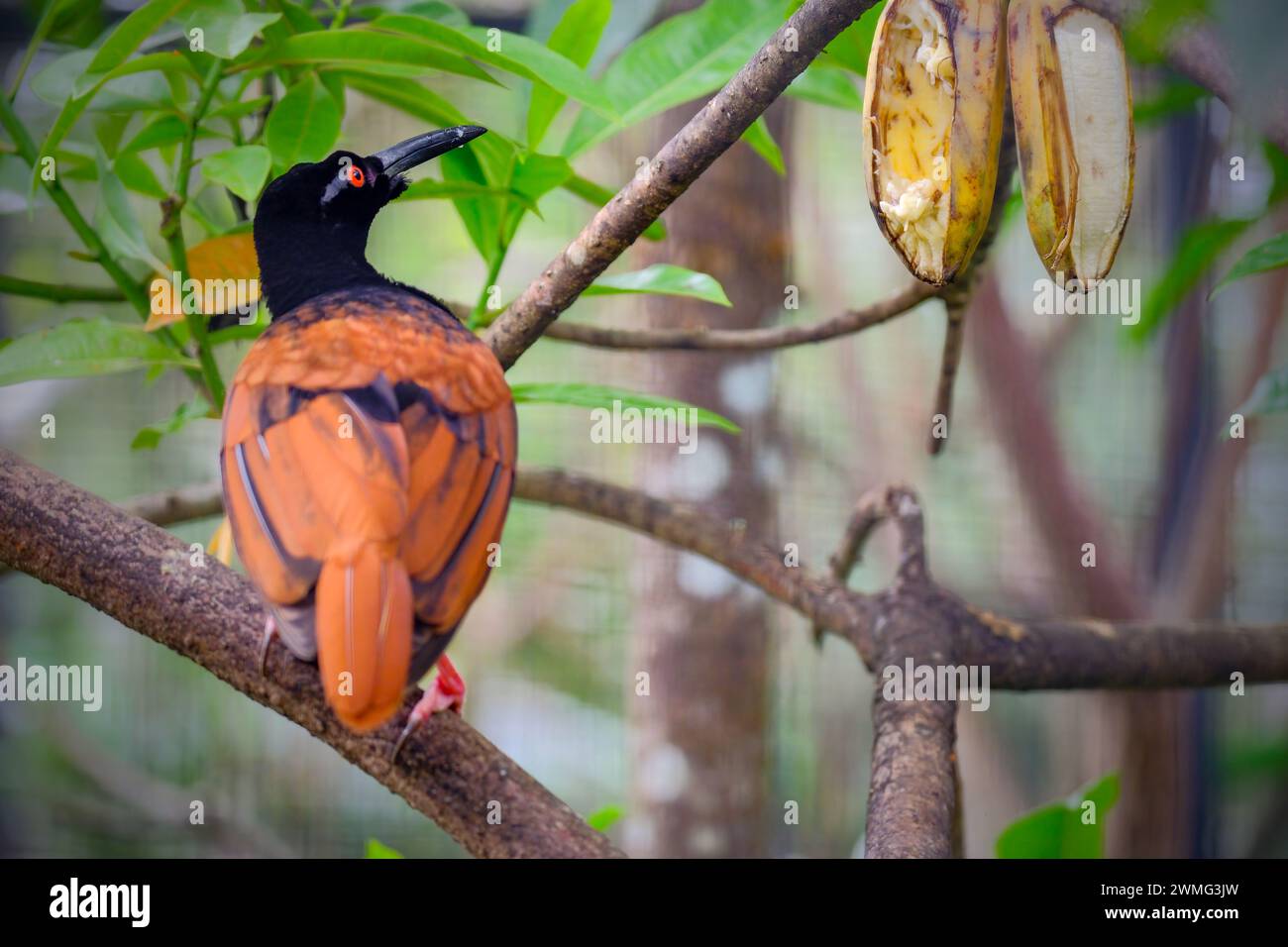 Twelve wired bird of paradise Stock Photo - Alamy