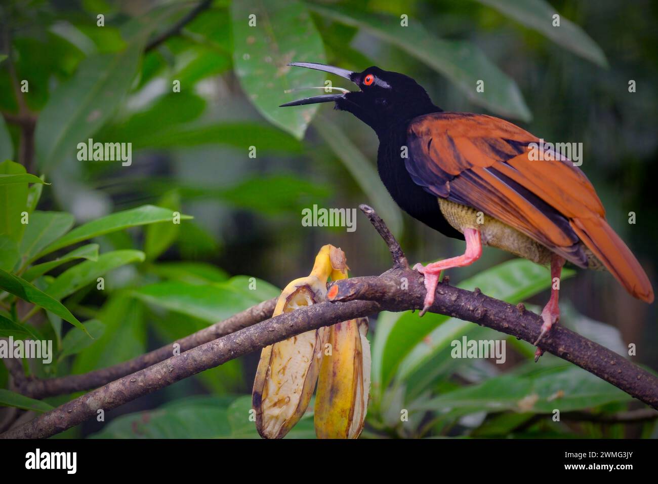 Twelve wired bird of paradise Stock Photo - Alamy