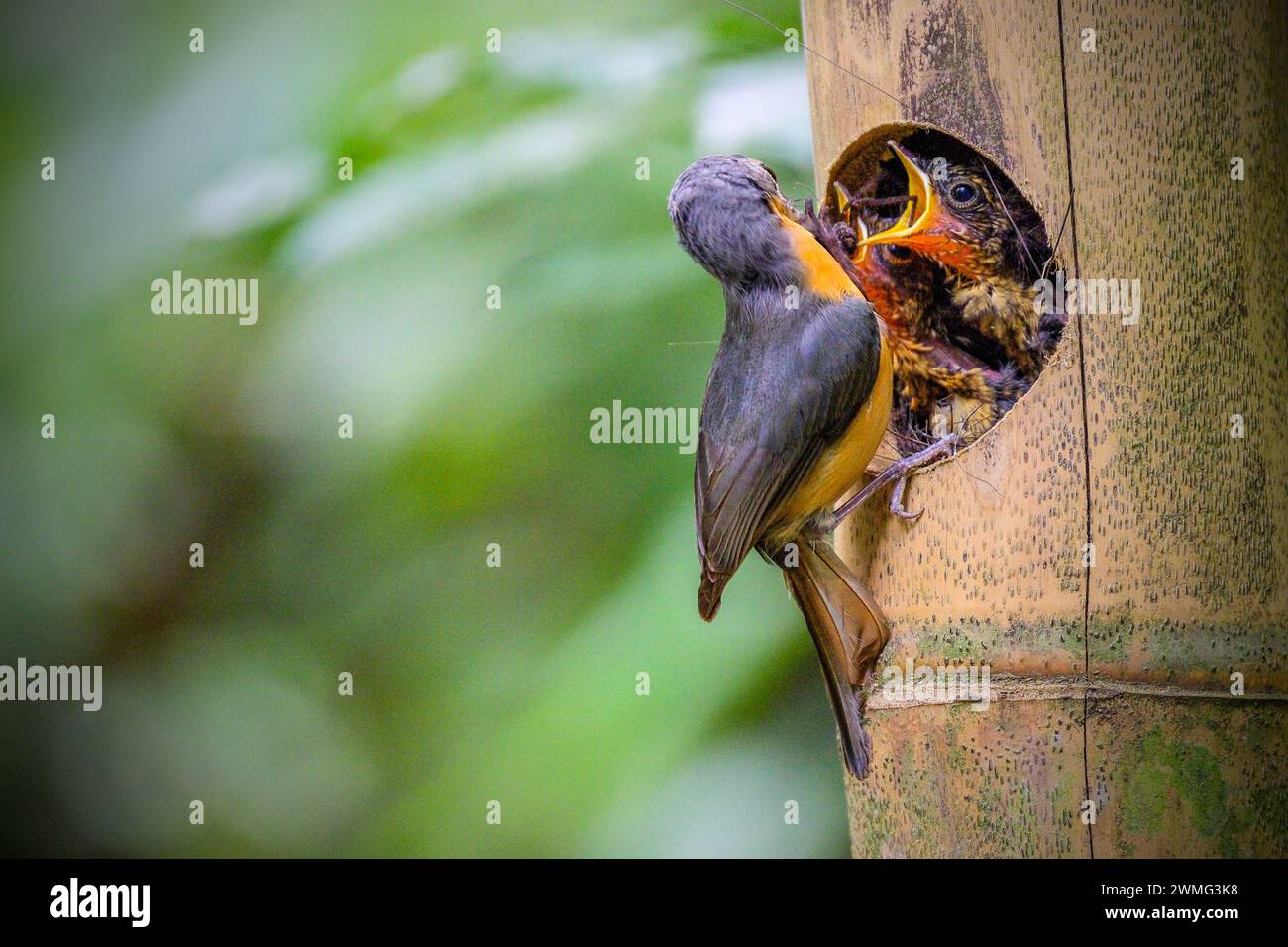 Javan blue flycatcher (Cyornis banyumas) feeding the chicks Stock Photo ...