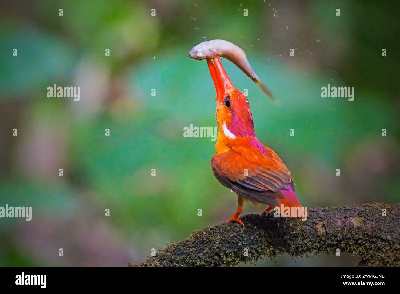 Oriental Dwarf Black-backed Kingfisher Ceyx Stock Photo - Alamy