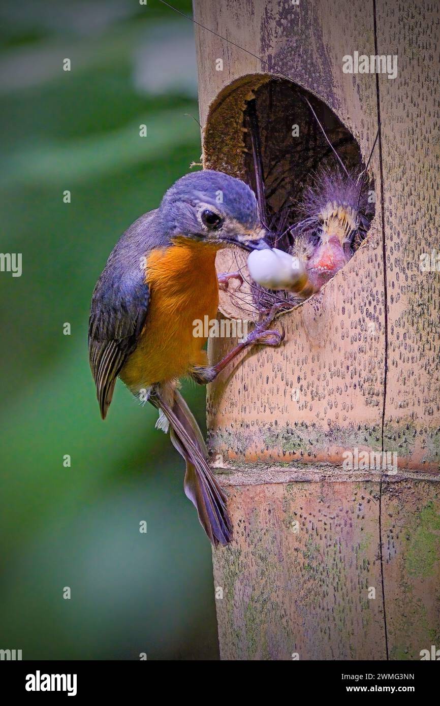 Javan blue flycatcher (Cyornis banyumas) feeding the chicks Stock Photo ...