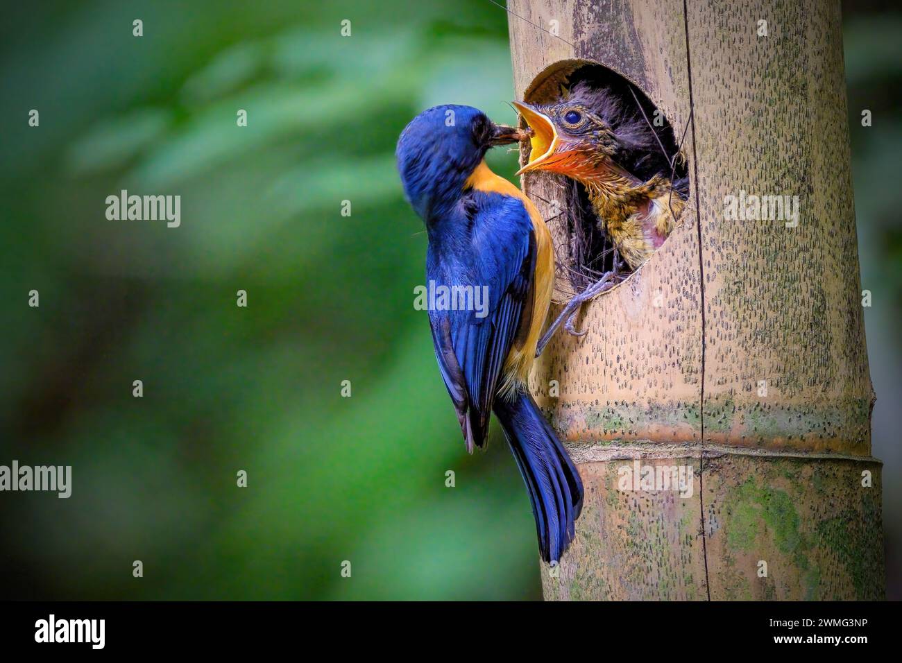 Javan blue flycatcher (Cyornis banyumas) feeding the chicks Stock Photo ...