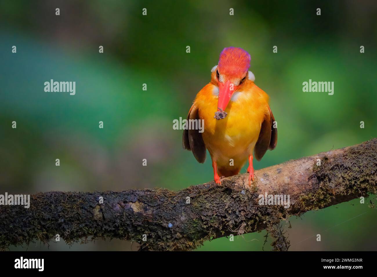 Oriental Dwarf Black-backed Kingfisher Ceyx Stock Photo - Alamy
