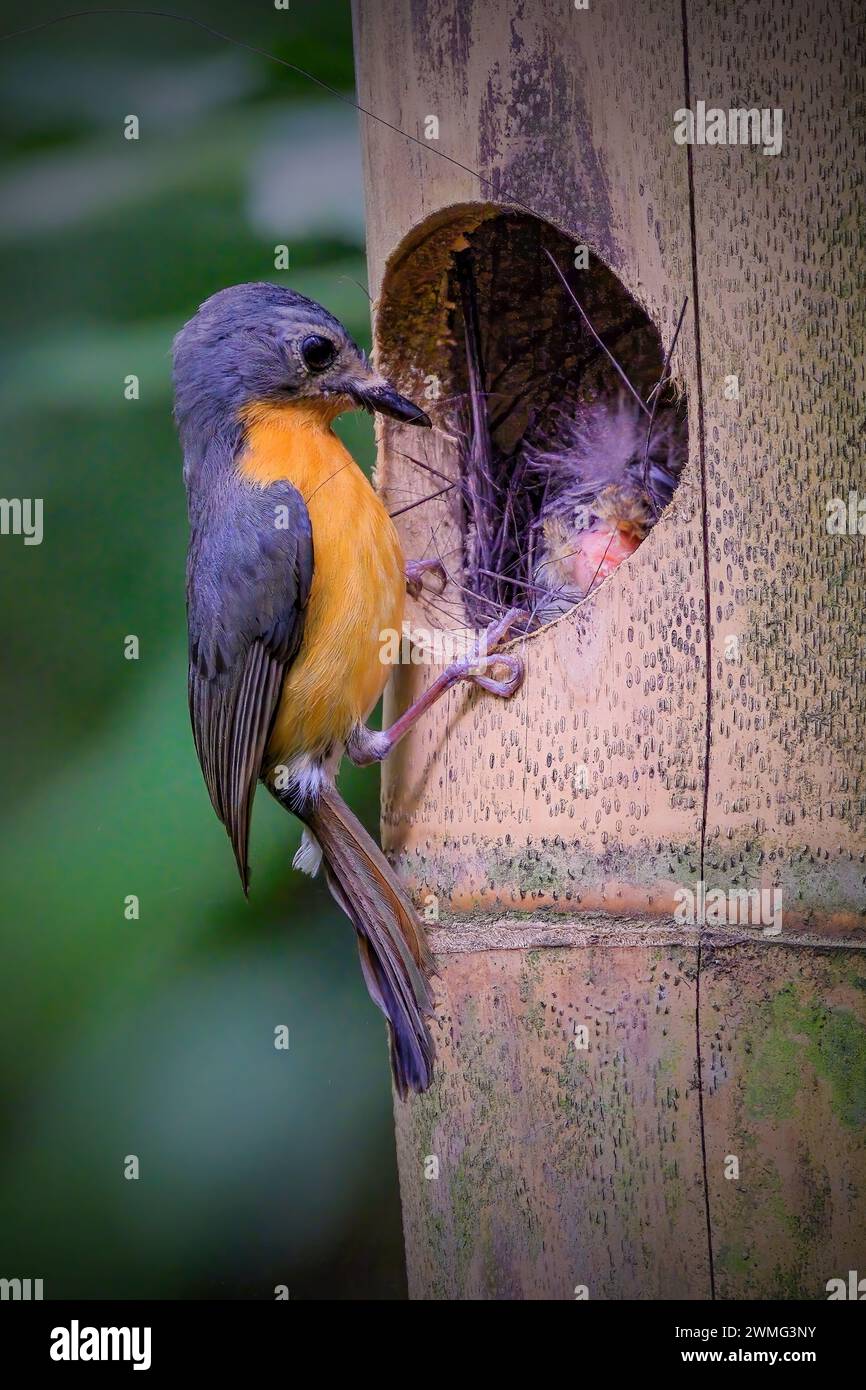 Javan blue flycatcher (Cyornis banyumas) feeding the chicks Stock Photo ...