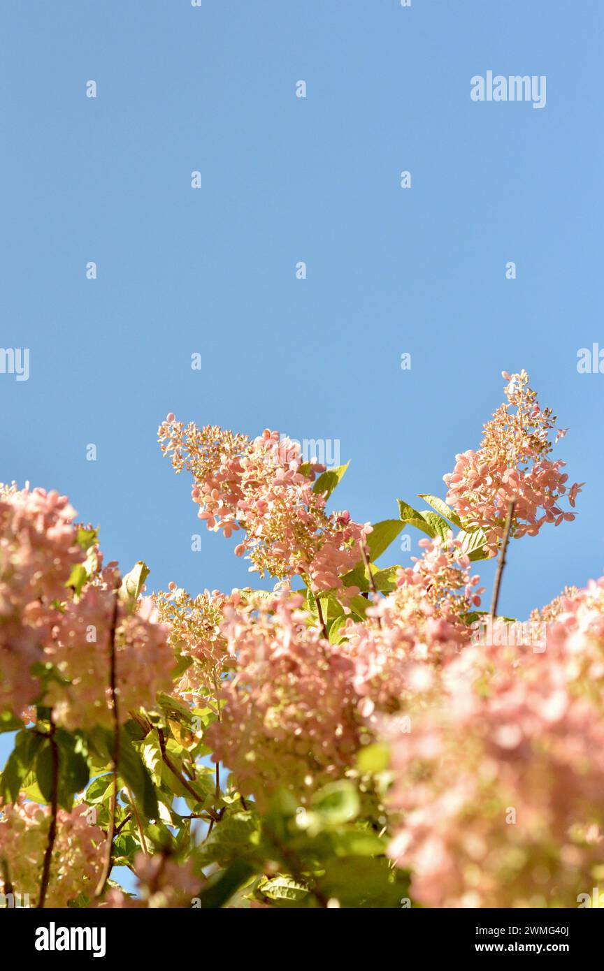 Lila vegetation hi-res stock photography and images - Alamy