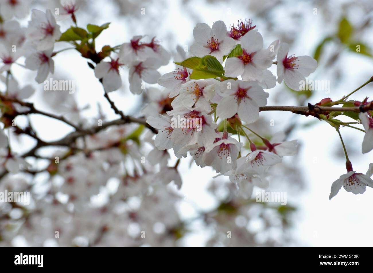 Blossom explosion hi-res stock photography and images - Alamy