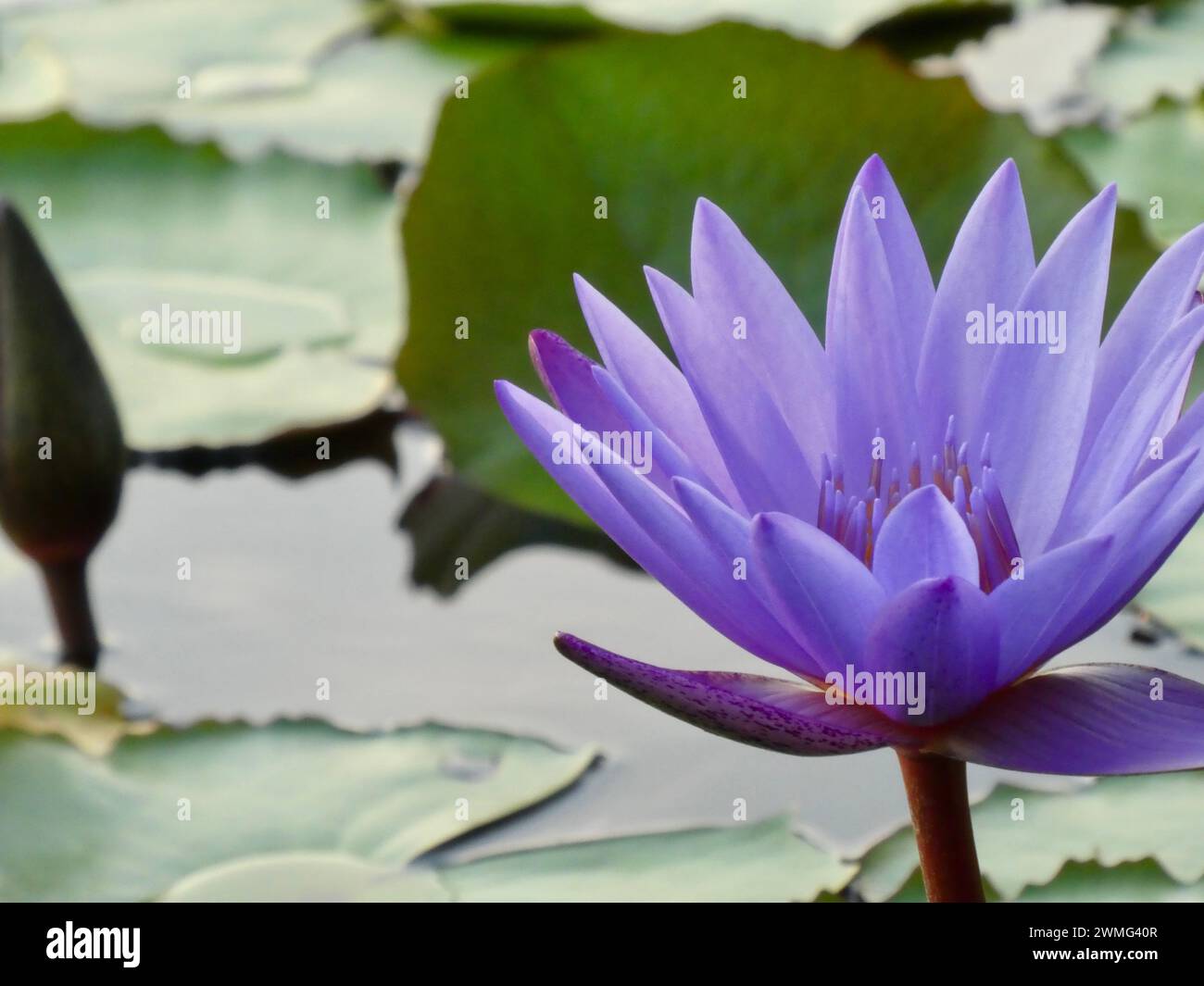 Water Lily bloom in a pond near Marina Bay in Singapore Stock Photo - Alamy