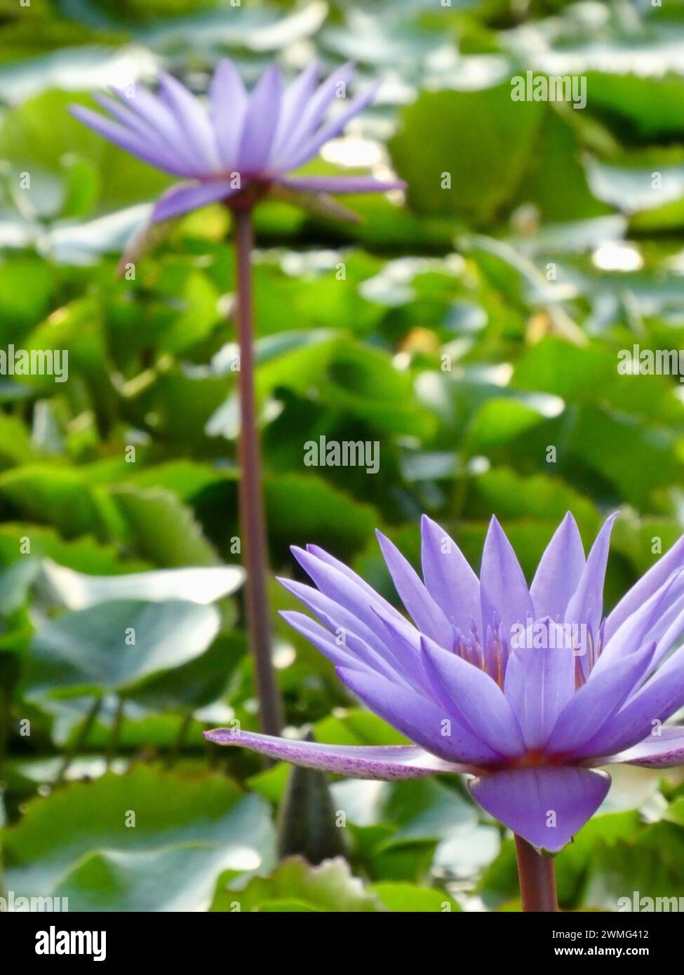 Water Lily blooms in a pond near Marina Bay in Singapore Stock Photo ...