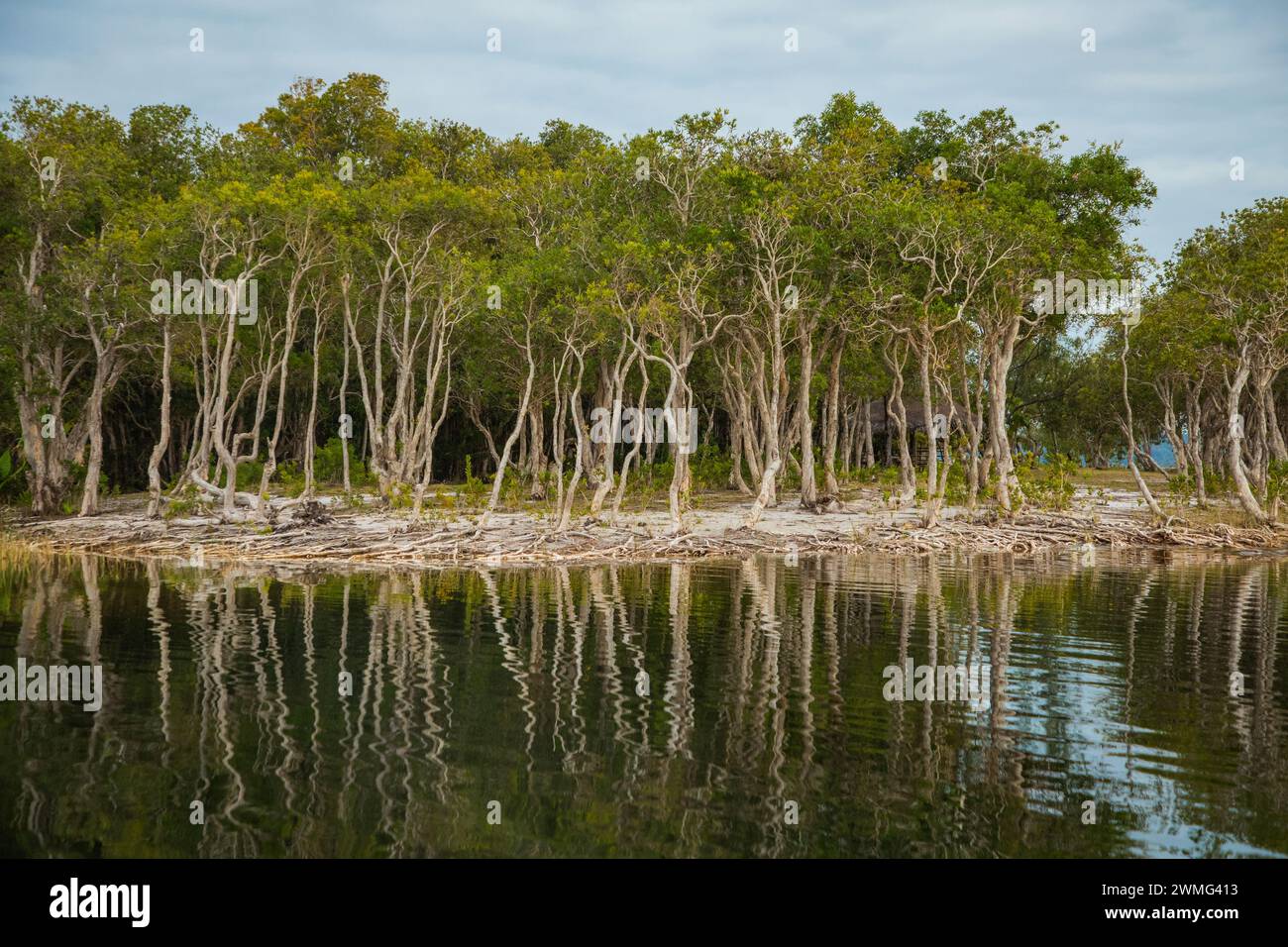 tropical rain forest is reflected in calm water Stock Photo - Alamy