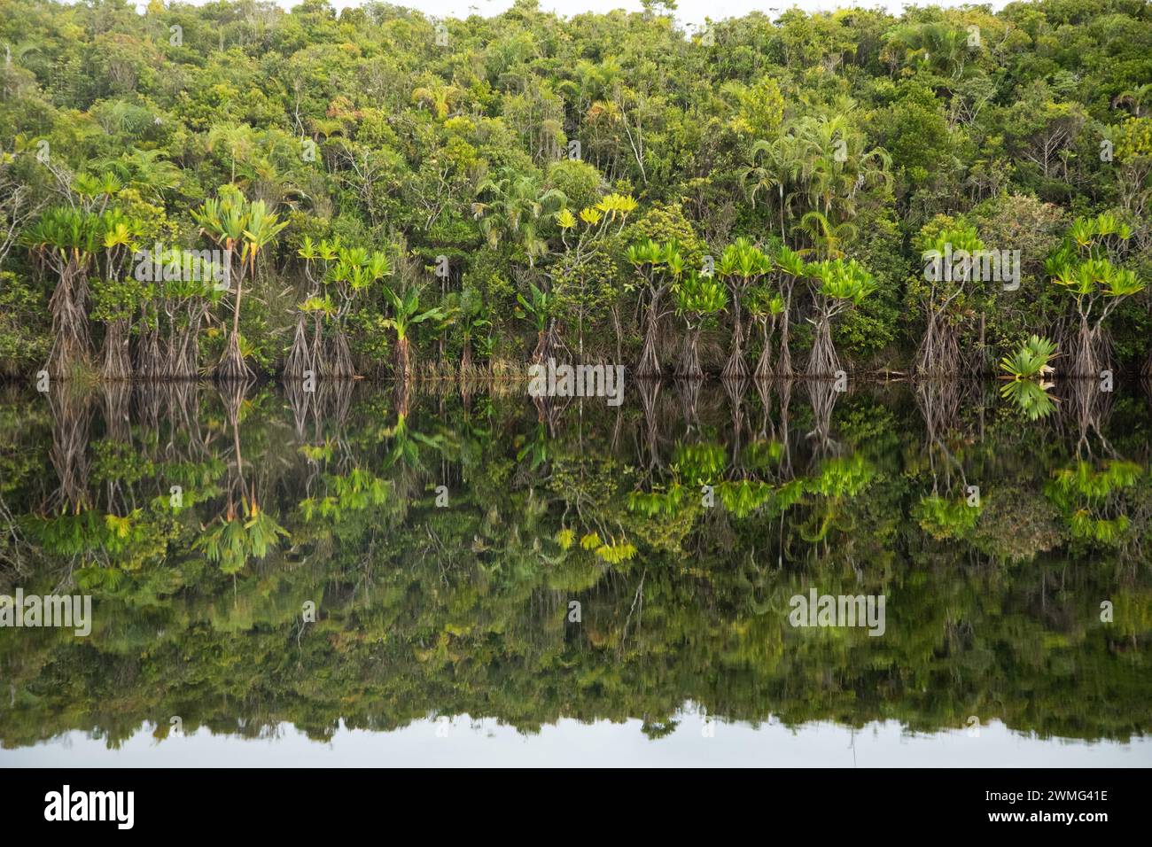 tropical rain forest is reflected in calm water Stock Photo - Alamy