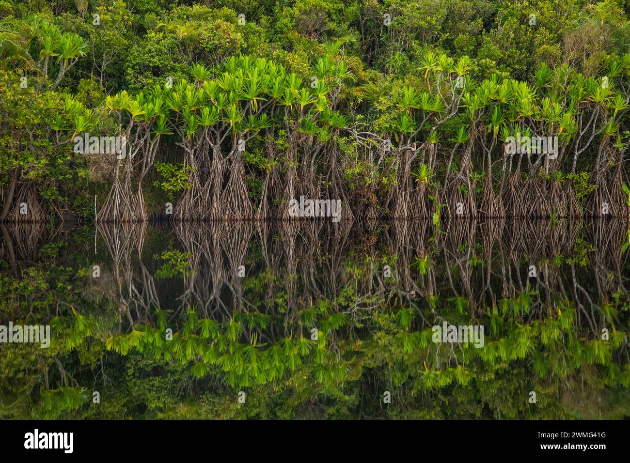tropical rain forest is reflected in calm water Stock Photo - Alamy