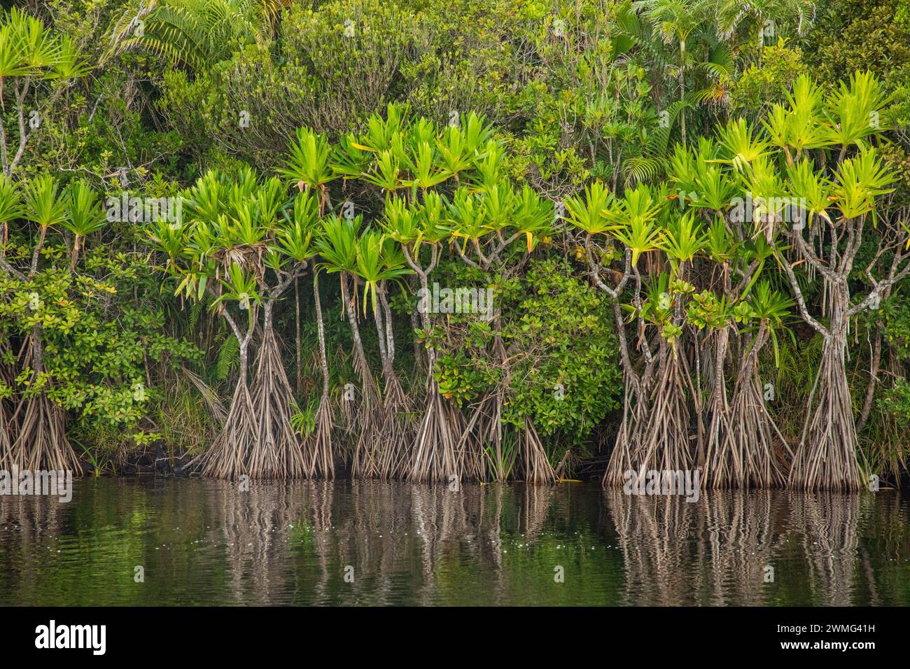 Atsinanana rain forest hi-res stock photography and images - Alamy