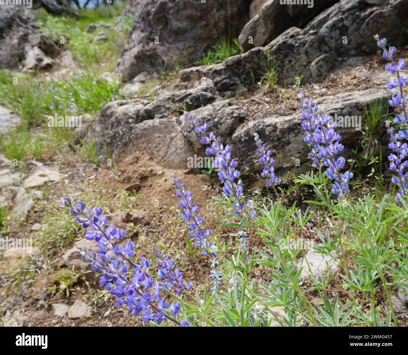 Purple wildflowers found in the Southern Oregon high desert Stock Photo ...