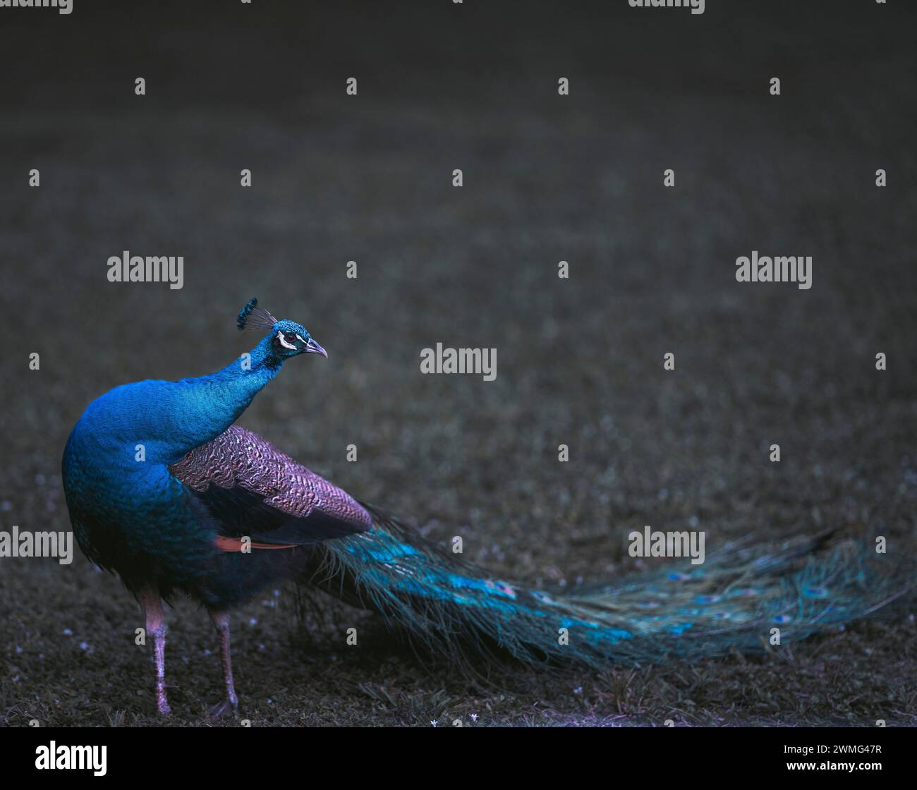 Florida peacock hi-res stock photography and images - Alamy